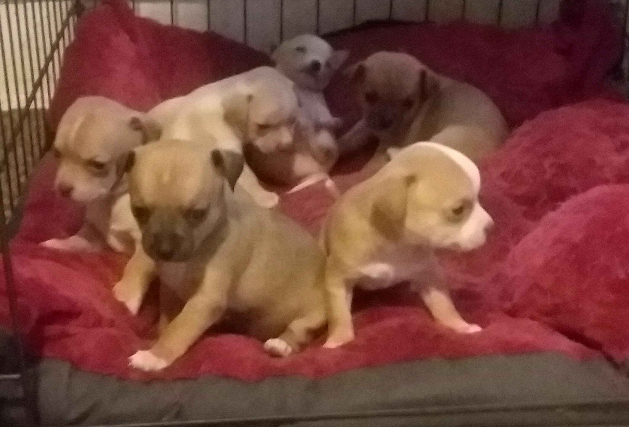 Full blooded Chihuahuas puppies for sell in Greenville, South Carolina ...